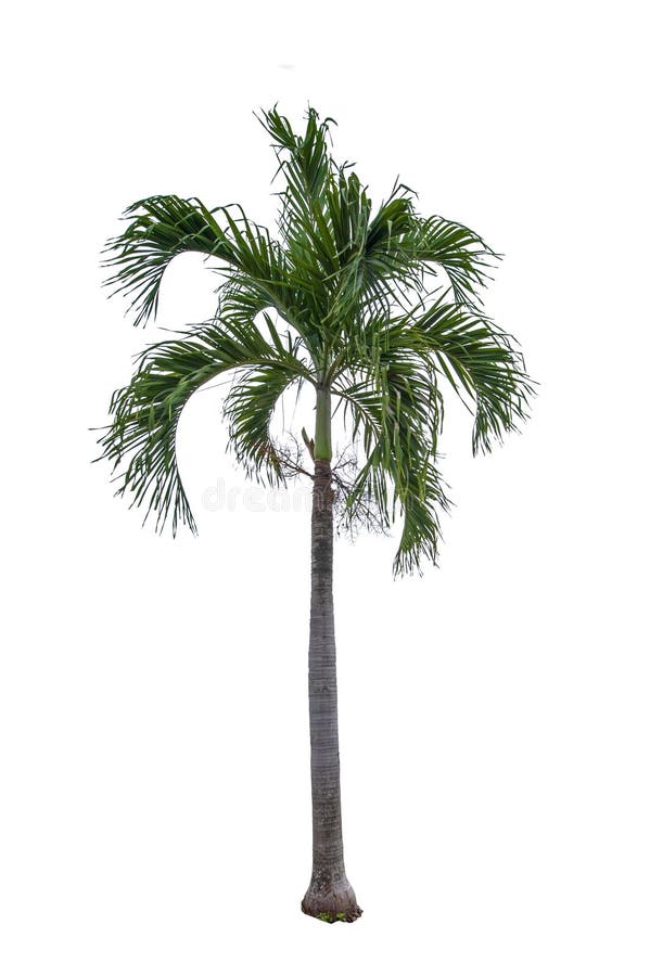 Single Palm Tree Isolated on a White Background Stock Photo - Image of ...