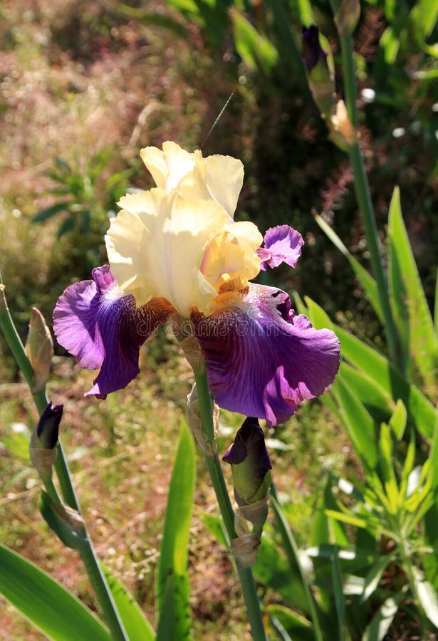 Bicolored Iris stock photo. Image of purple, blossom - 220436348