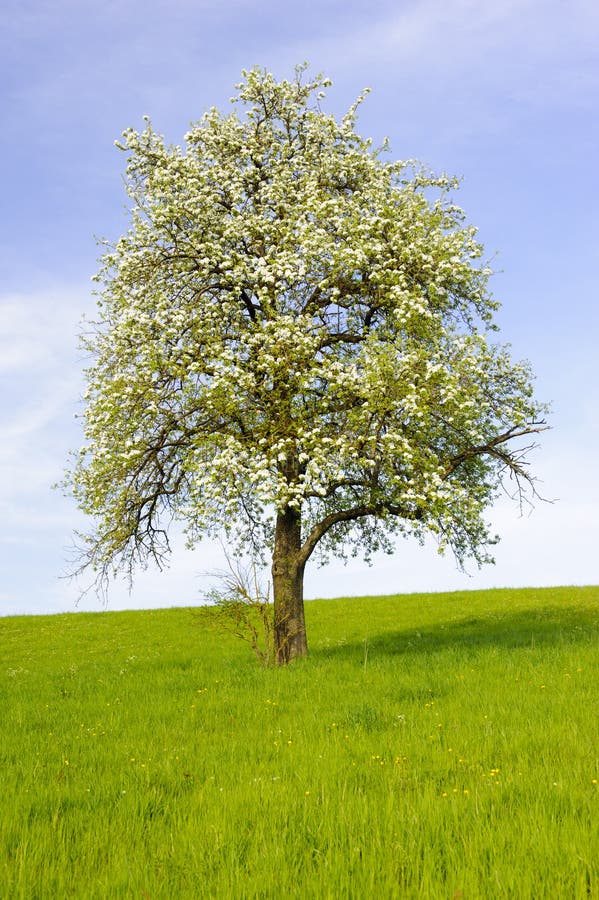 528 Single Big Apple Tree Stock Photos - Free & Royalty-Free Stock ...