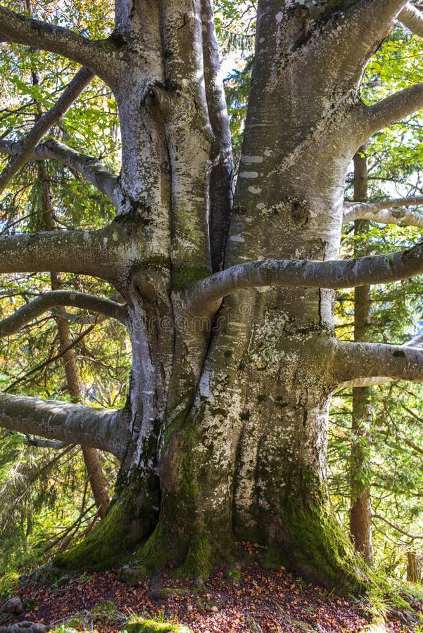 Single big old beech tree stock photo. Image of leaf - 49982410