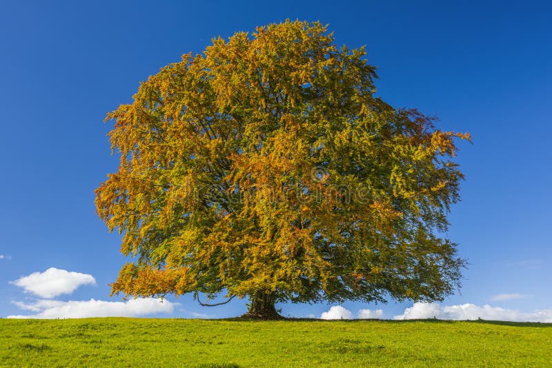Single Big Beech Tree at Autumn in Meadow Stock Photo - Image of ...