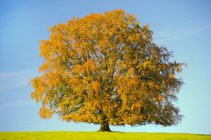 Single Big Beech Tree at Autumn Stock Photo - Image of horizon, rural ...