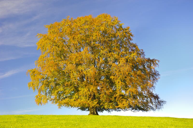 Single big old beech tree stock photo. Image of isolated - 93856262