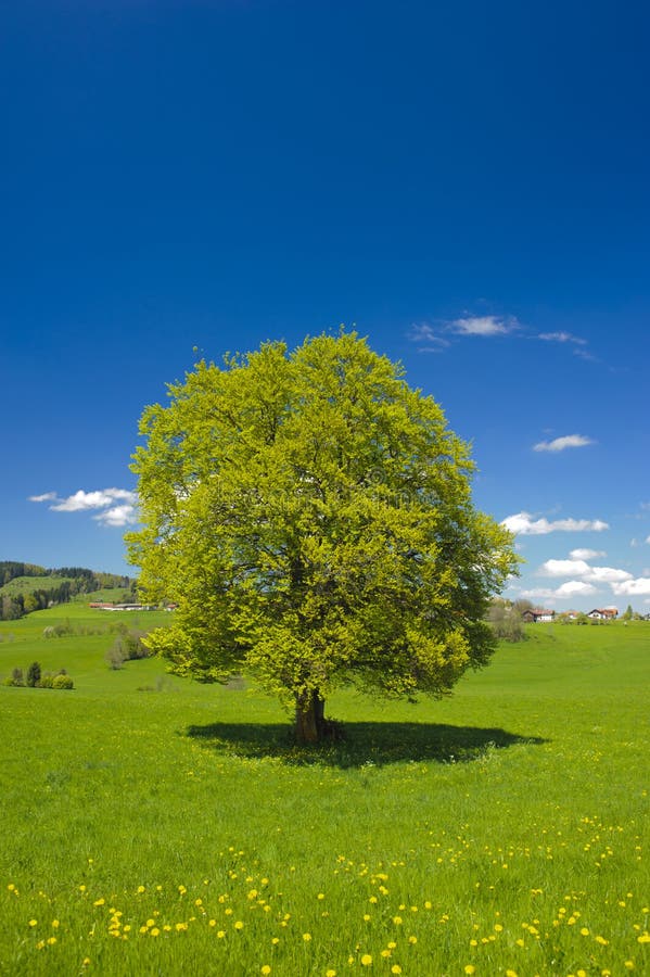 Single big beech tree stock photo. Image of beautiful - 31829630