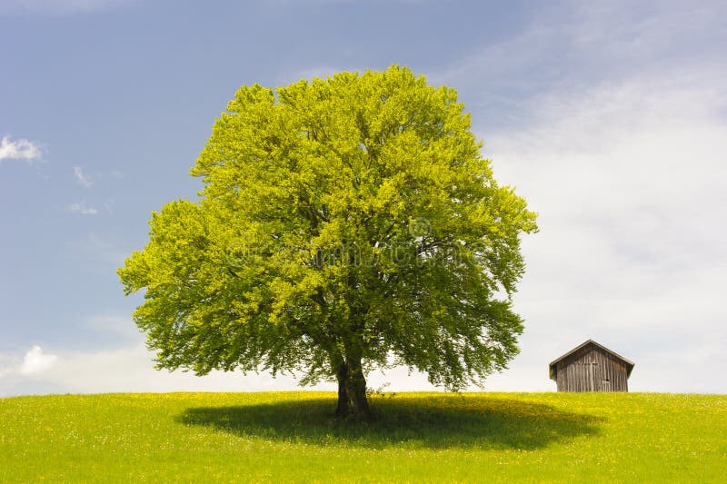 Single Big Beech Tree at Spring Stock Photo - Image of single, beech ...