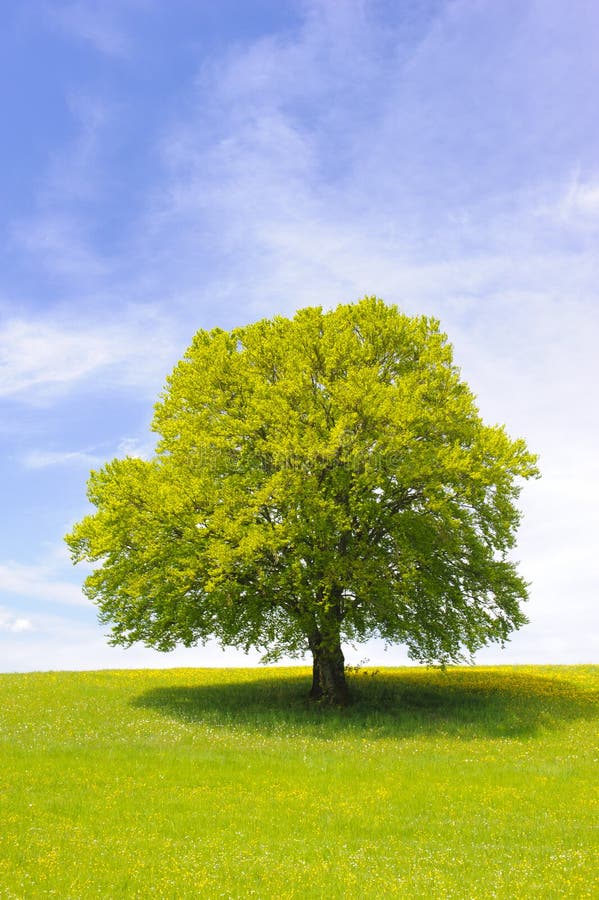 Single Big Beech Tree at Spring Stock Photo - Image of countryside ...