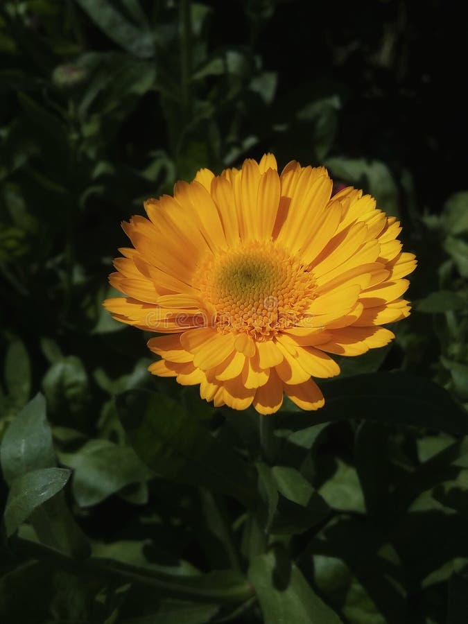 Single Calendula Flower Close-up Stock Image - Image of nature, yellow ...