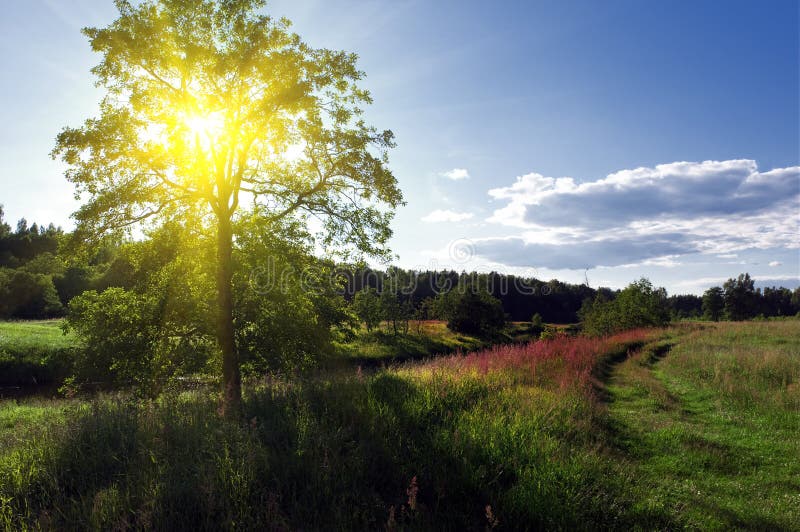 Single Big Green Tree in a Meadow Stock Image - Image of cloudy ...