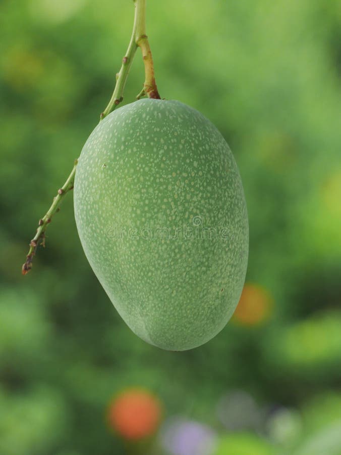Single Big Mango stock image. Image of green, plant - 237443833