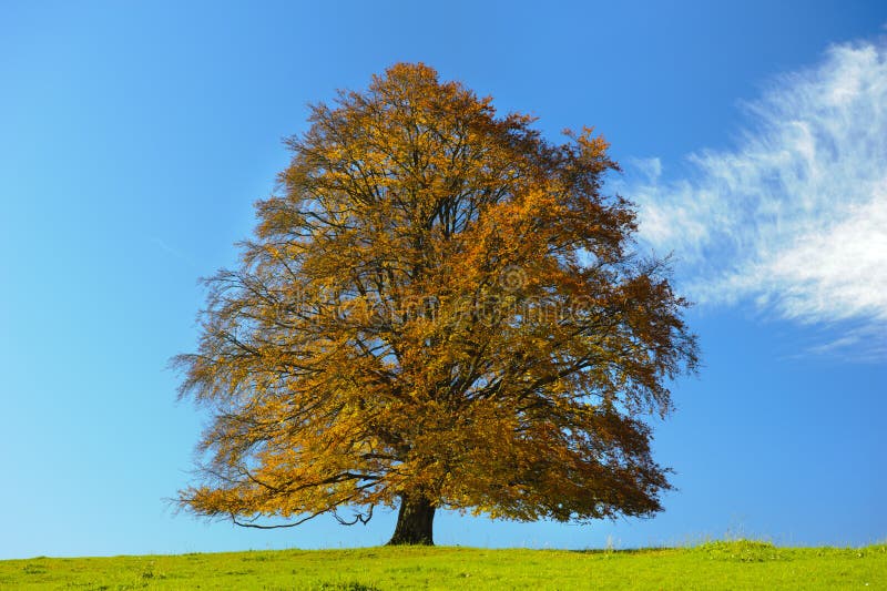 Single beech tree at fall stock photo. Image of nature - 35266672