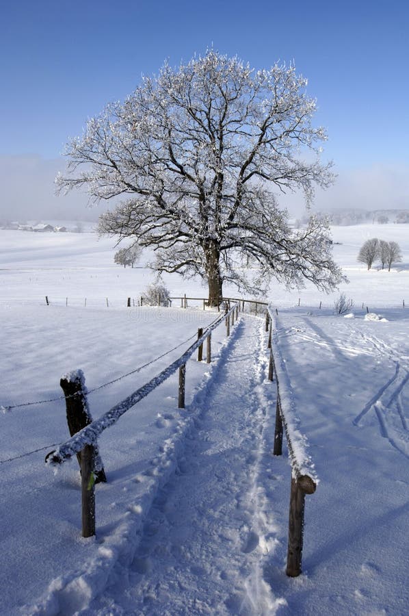 Single Big Old Deciduous Tree in Meadow at Cold Winter Stock Image ...