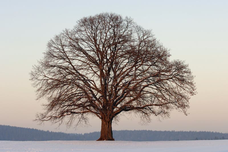 Single Big Old Deciduous Tree Meadow Cold Winter Stock Photos - Free ...