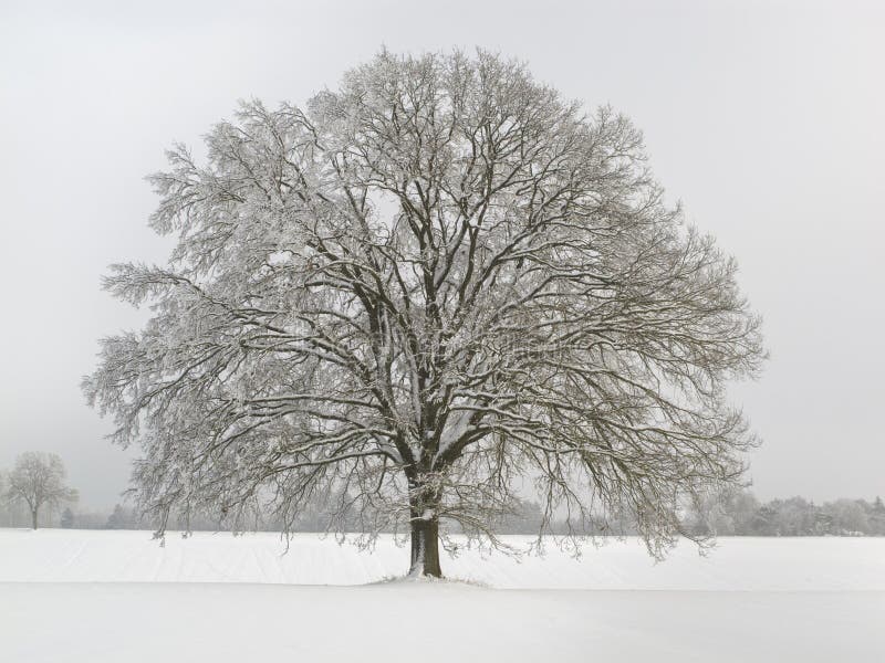 Single Big Old Deciduous Tree in Meadow at Cold Winter Stock Image ...