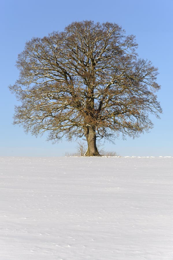 Single Big Old Deciduous Tree in Meadow at Cold Winter Stock Photo ...