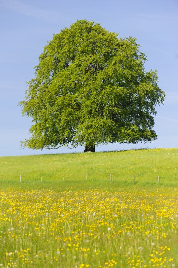 Single Big Deciduous Tree with Perfect Treetop in Springtime Stock ...