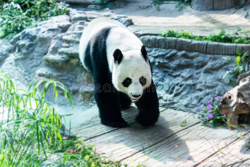 Single big panda walking stock photo. Image of floor - 110736148
