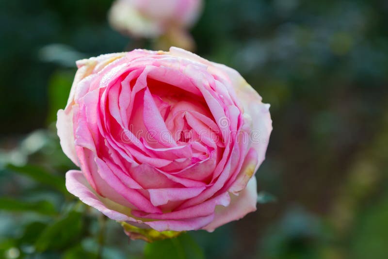 Bright Pink Big Rose Flower in Garden Stock Image - Image of bright ...