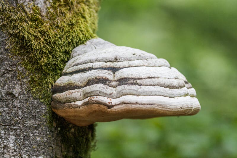 Single big polypore stock photo. Image of mushroom, light - 57651306