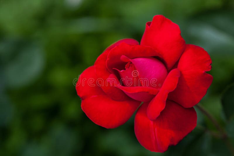 Single Big Red Rose in Garden, Top View Stock Photo - Image of romance ...