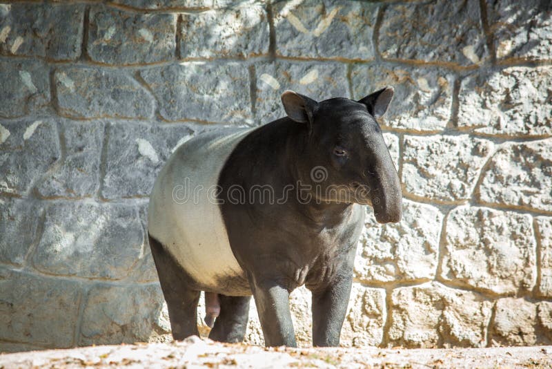 Single big tapir stock photo. Image of indicus, asian - 106512758