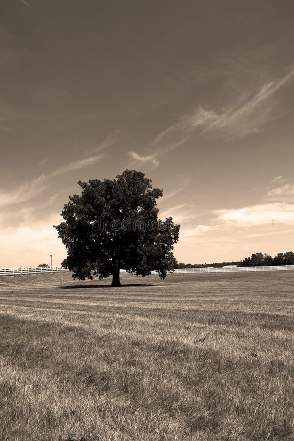 Single big tree stock image. Image of alone, farm, white - 36163413