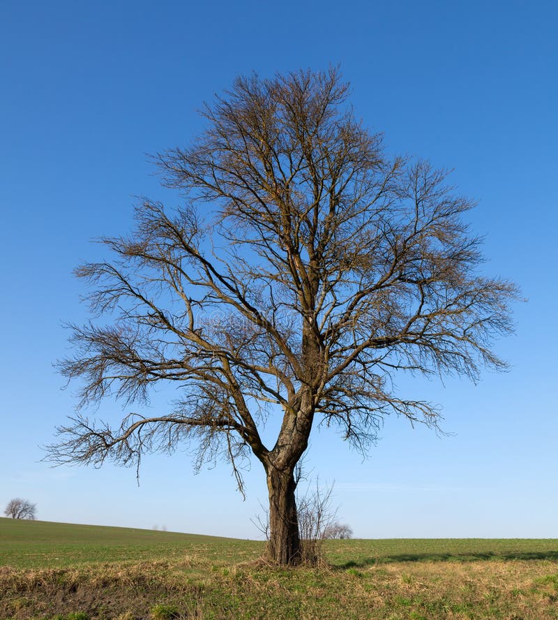 Single Big Tree in Meadow in Autumn Stock Photo - Image of horizon ...