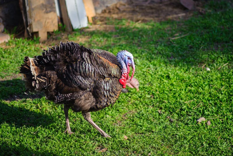 Single Big Turkey Walking in Sunny Garden Stock Image - Image of ...