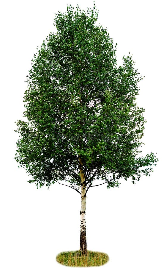 Single Birch Tree Stock Photo - Image: 18377490