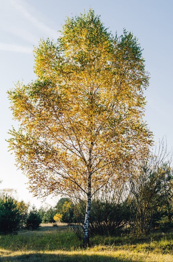 Single Birch Tree in Autumn Stock Image - Image of autumn, orange: 80231201