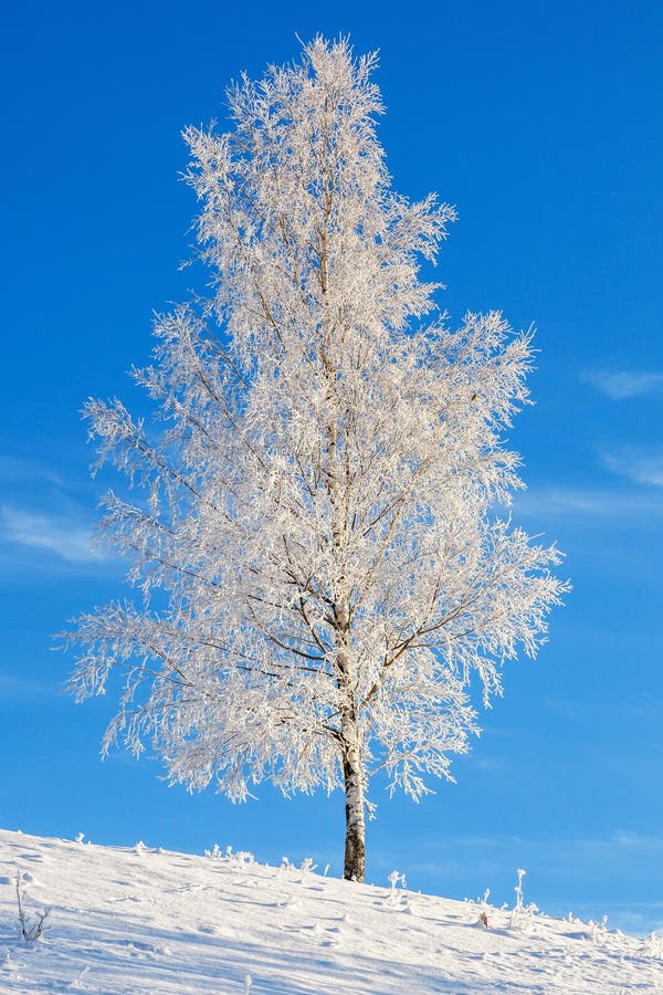 Single Birch Tree with Frost a Winter Day Stock Image - Image of nature ...