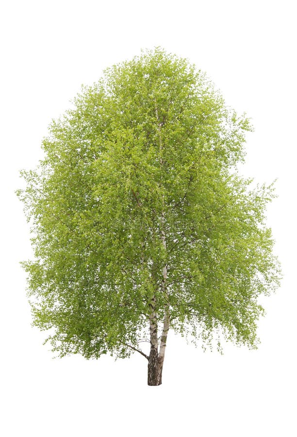 Single Birch Tree Stock Photos - Download 2,657 Royalty Free Photos