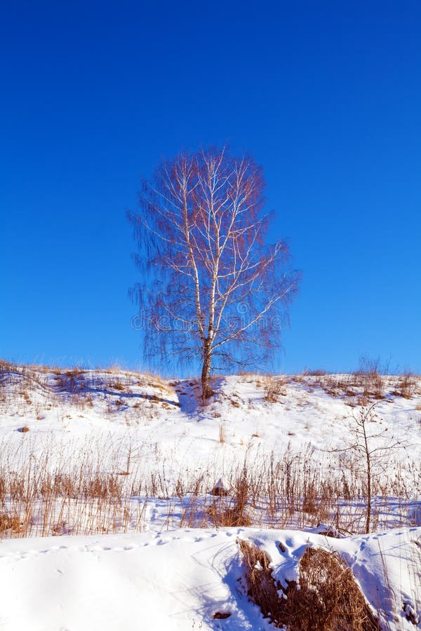 Single Birch Tree at Snowy Slope Landscape Stock Image - Image of ...