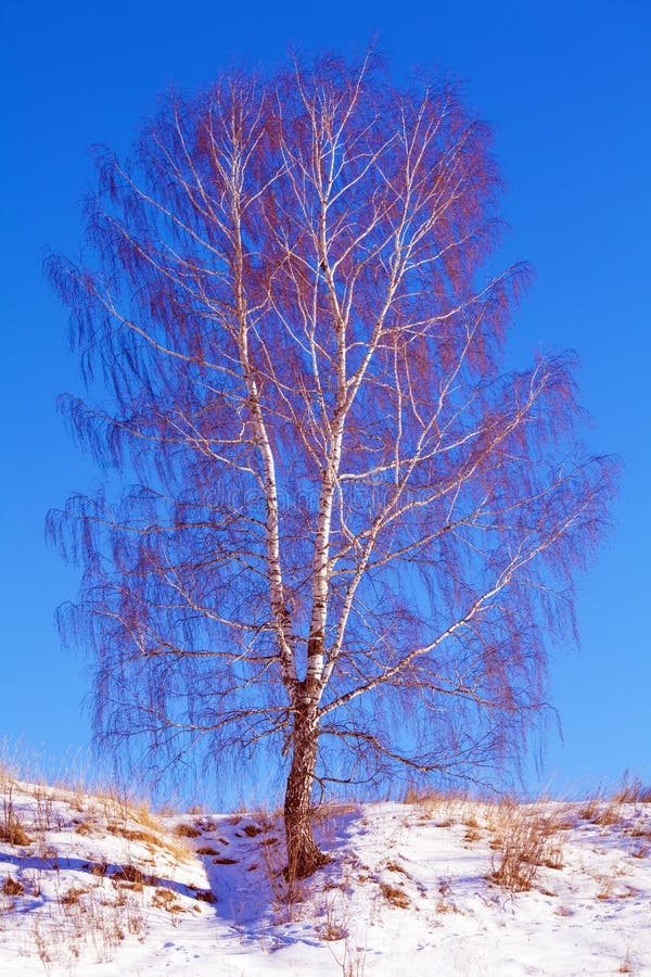 Single Birch Tree Snowy Slope Landscape Stock Photos - Free & Royalty ...