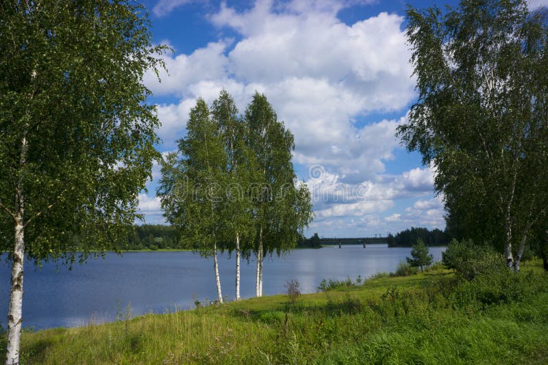 Single Birch Tree Standing on Lake Waterside on Bright Summer Day Stock ...