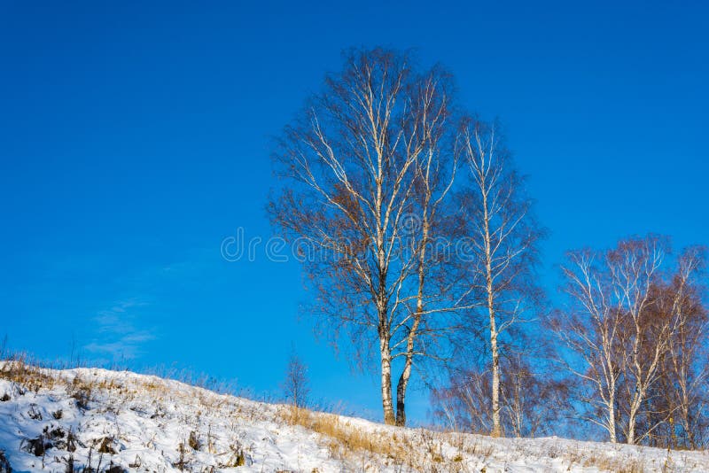 Single Birch Tree Stock Photos - Download 2,657 Royalty Free Photos