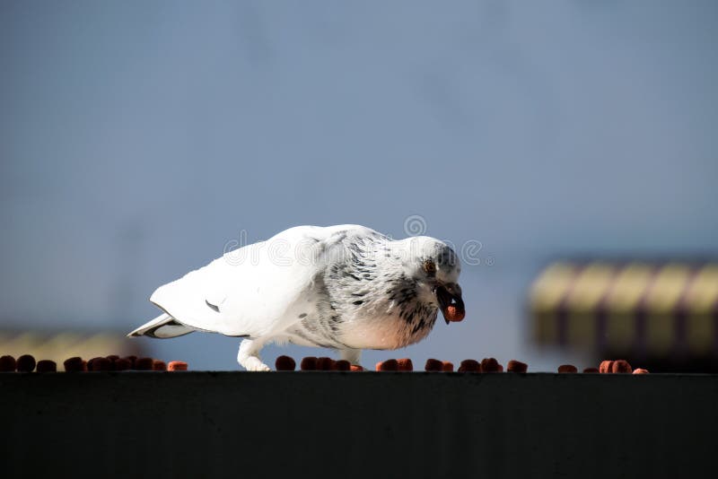 Single Bird Eating - Rock Pigeon or Rock Dove Stock Image - Image of ...