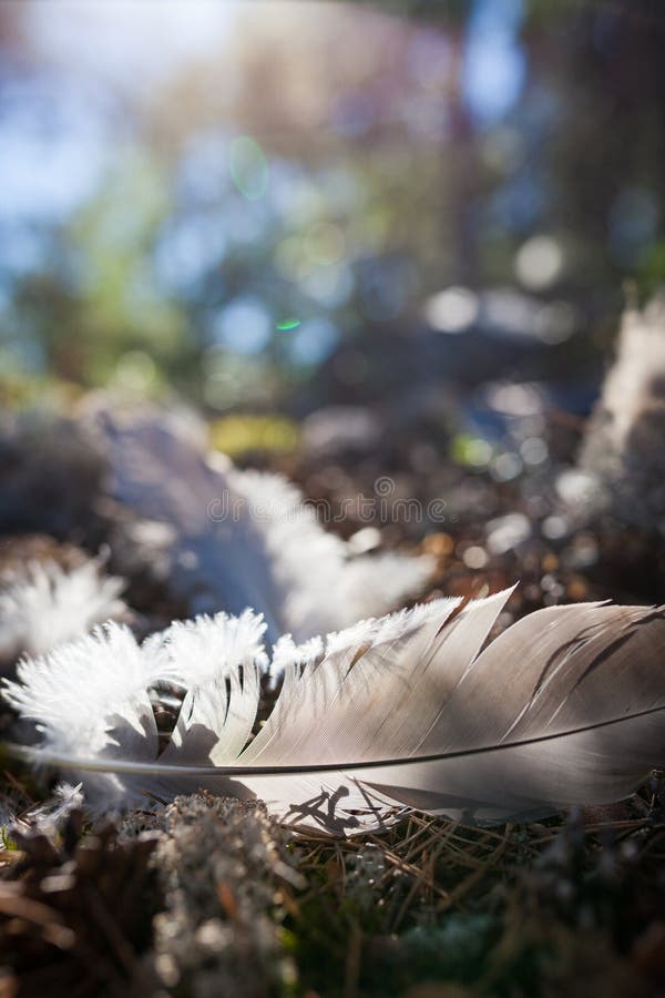 Single Bird Feather on Ground at Forest Stock Image - Image of animal ...