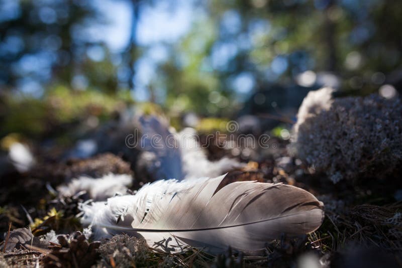 Single Bird Feather on Ground at Forest Stock Photo - Image of wildlife ...
