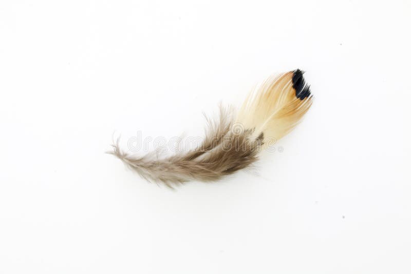 Single bird feather stock photo. Image of background - 82906250