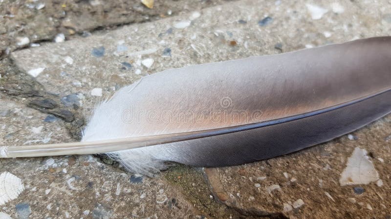 Single Bird Feather is Lying on Grey Stone Surface Stock Photo - Image ...