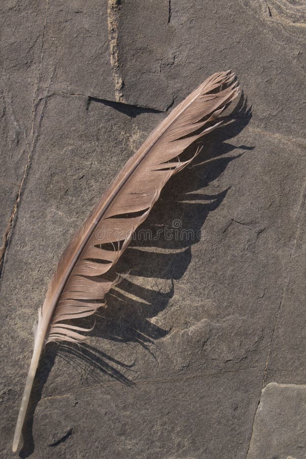 Single Bird Feather Lying in Rocks at the Beach Stock Image - Image of ...