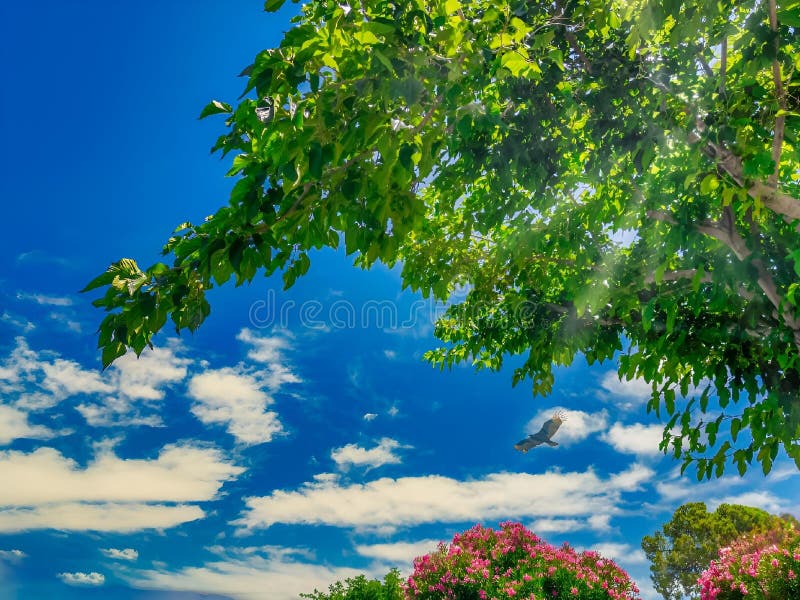 Single Bird Flying Above Trees Stock Image - Image of outdoors ...