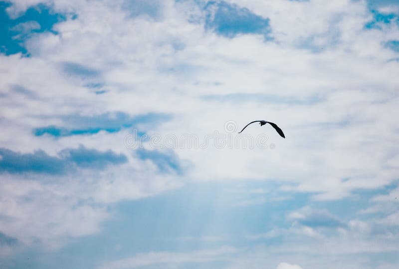 Single Bird Flying in a Cloudy Sky Stock Image - Image of blue, animal ...