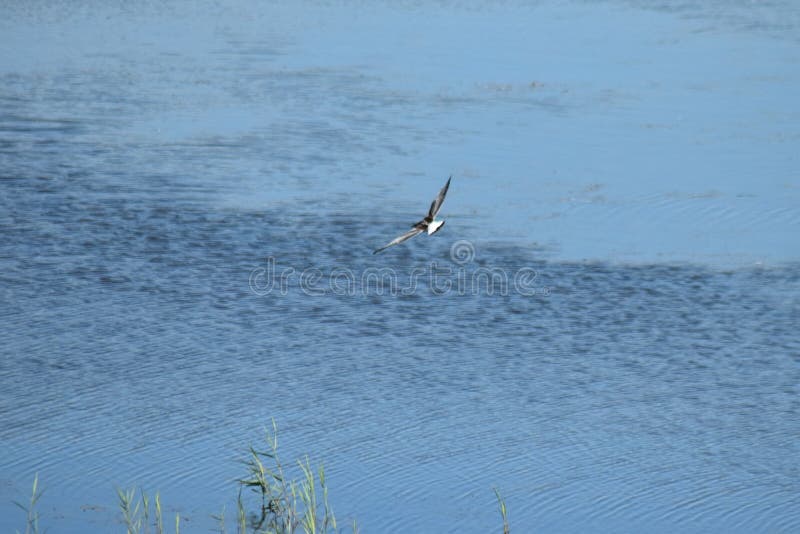 Single Bird Flying in Over Blue Water Stock Image - Image of wild ...
