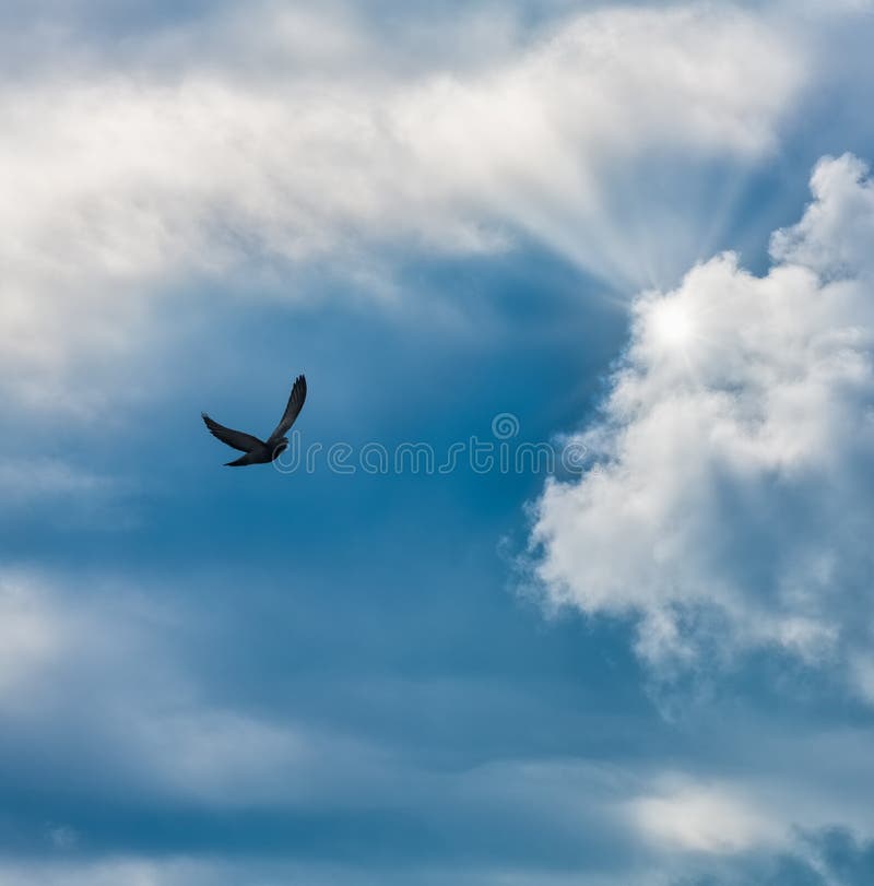 Inspirational Faith Bird Rays Vertical Stock Image - Image of heaven ...