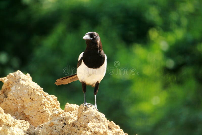 Single bird stock image. Image of single, magpie, beautiful - 121426729