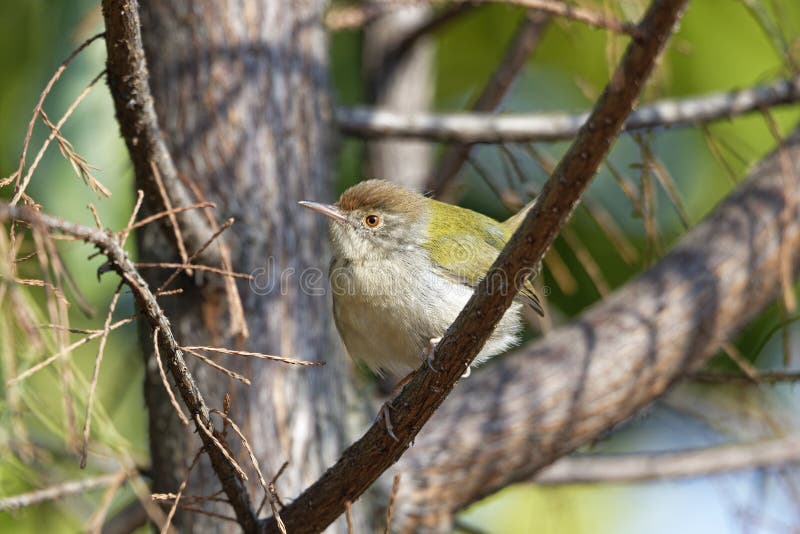 Single Bird Looking Left on Edge Day Nature Common Tailorbird Stock ...