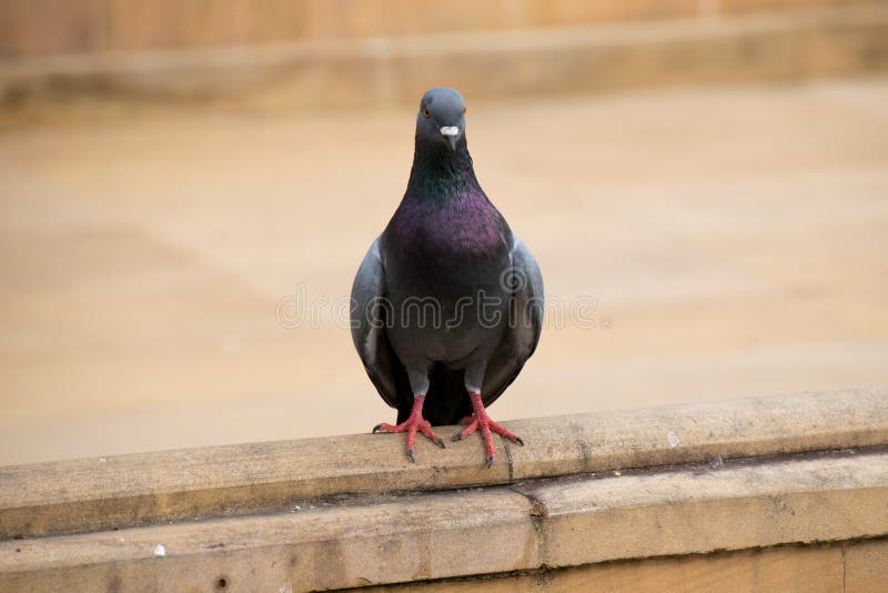 Single Bird - Rock Pigeon or Rock Dove Stock Photo - Image of feather ...
