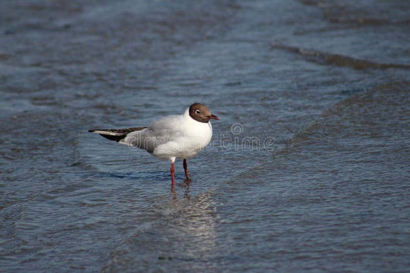 Single bird stock image. Image of hunting, blue, bird - 125244811
