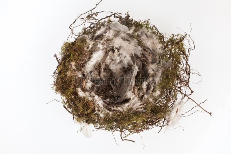 Single birds nest stock image. Image of nest, genuine - 43053975